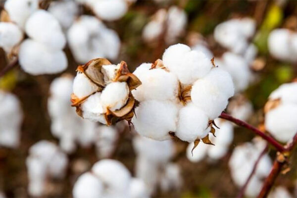 Cotton Production in Pakistan: Challenges and Opportunities - Suncrop Group