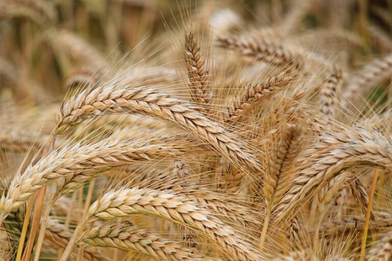 Wheat: A Vital Crop for Food Security and Economic Growth - Suncrop Group